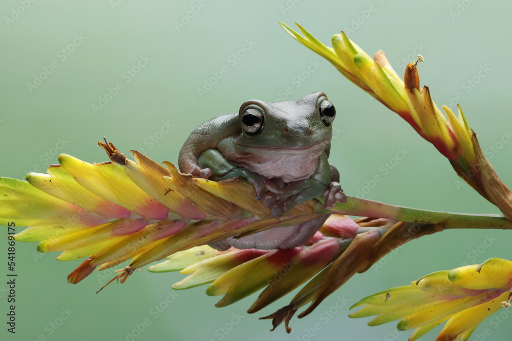 Dumpy frog "litoria caerulea" on Branch Stock Photo | Adobe Stock