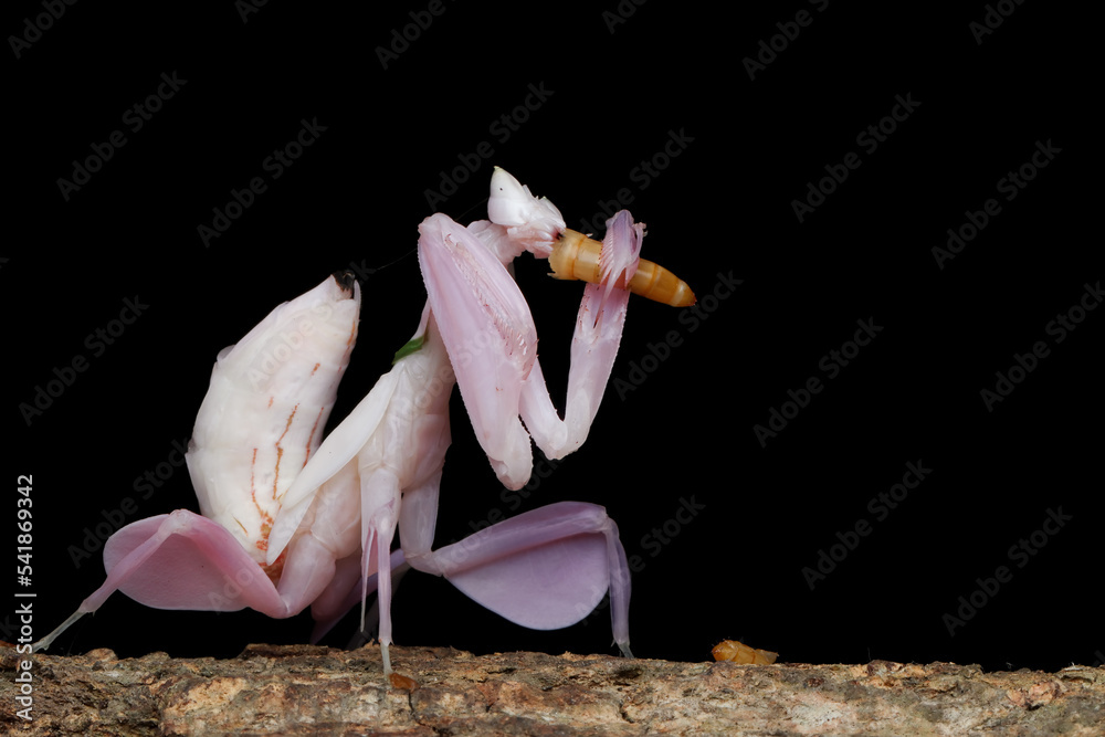 Beautiful Pink Orchid mantis on flower with isolated background, Pink ...