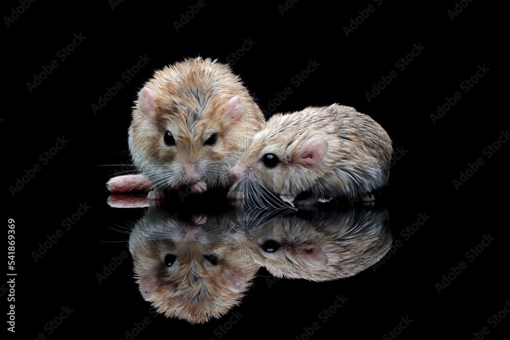 Couple gerbil fat tail closeup on isolated background, Garbil fat tail ...