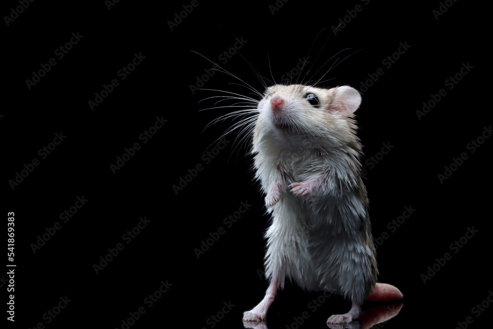 Male gerbil fat tail closeup on isolated background, Garbil fat tail ...