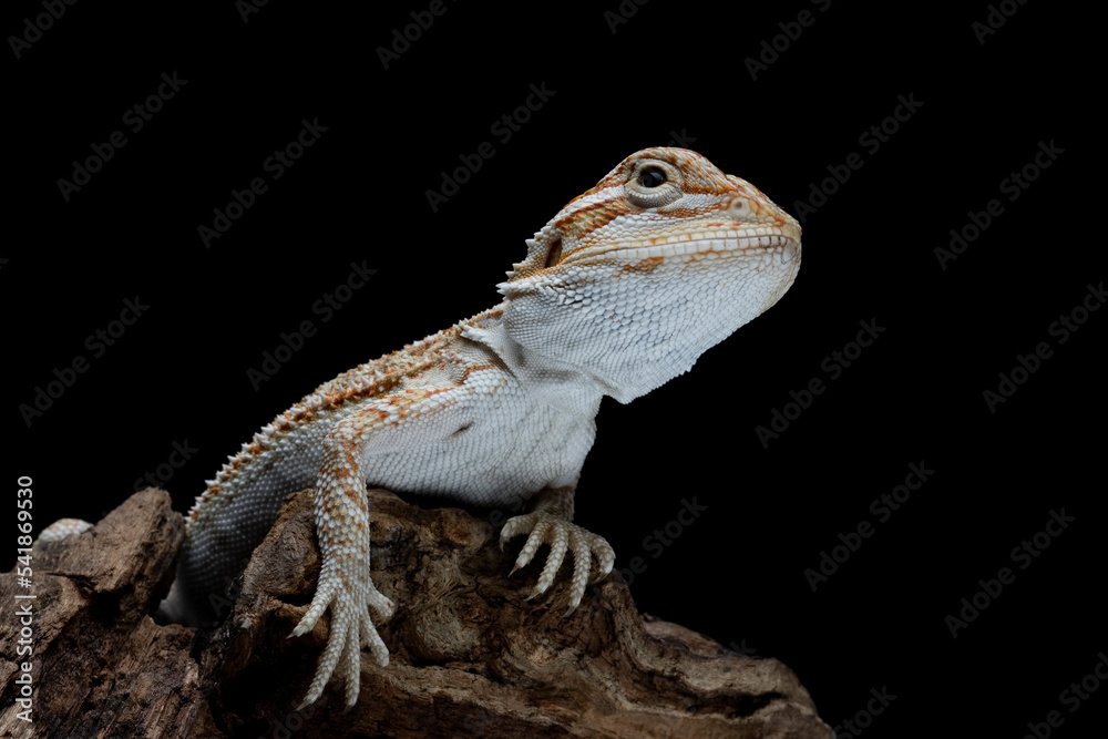 Closeup Bearded Dragon on wood with isolated background, Bearded Dragon ...