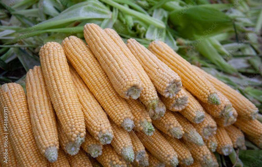 corn in the field Stock Photo | Adobe Stock