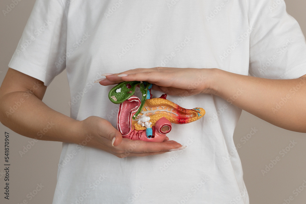 woman holding pancreas in the hands. Help and care concept Stock Photo ...
