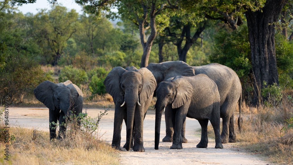 a herd of African elephants Stock Photo | Adobe Stock