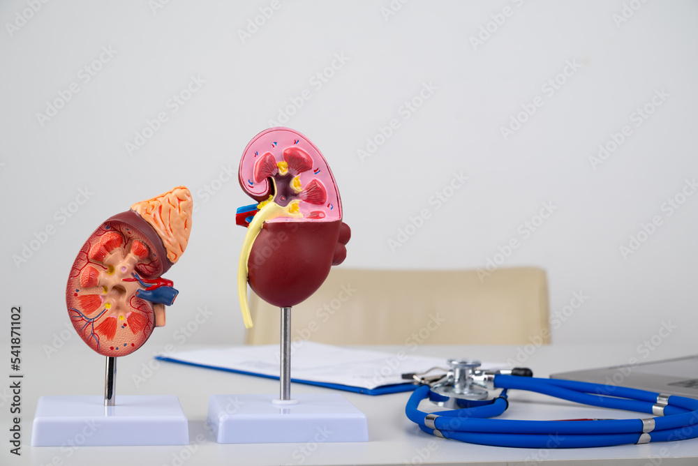 mockup kidney on work desk of doctor Stock Photo | Adobe Stock