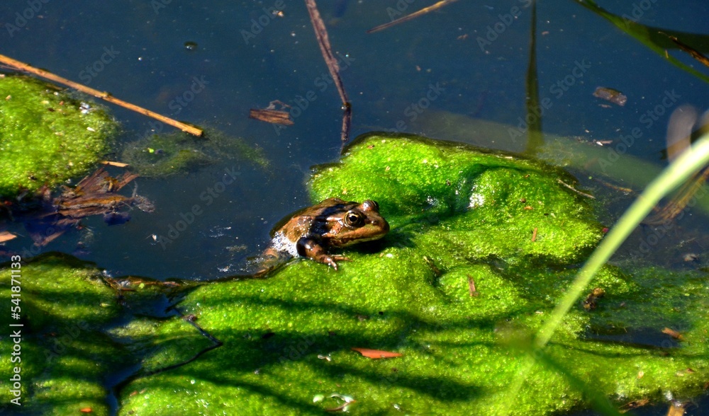 Crapaud en train de nager, Étang de la Minière, Guyancourt, Yvelines ...