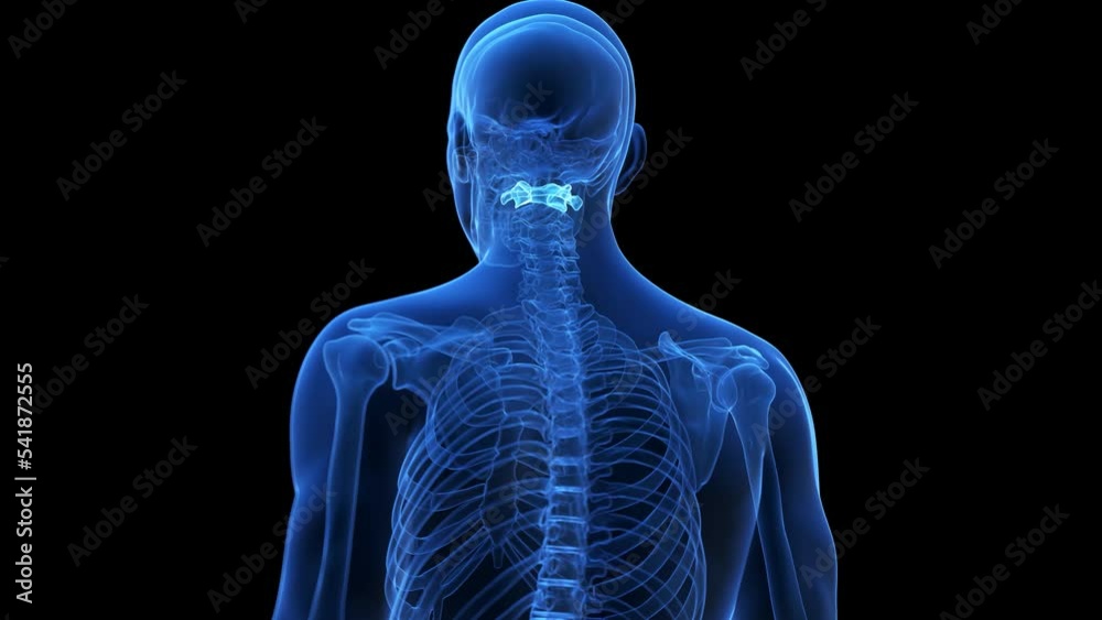 3d rendered medical animation of the atlas bone Stock Video | Adobe Stock