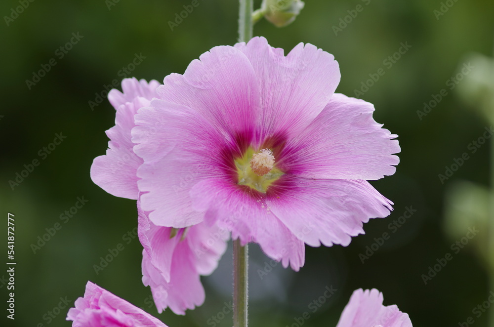 Tachiaoi, hollyhock (Alcea rosea), perennial herb of the mallow family ...