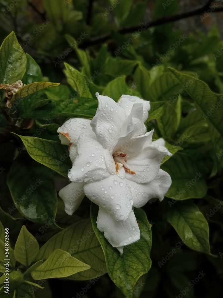 Jempiring flowers have a clear white color with beautiful stacked ...