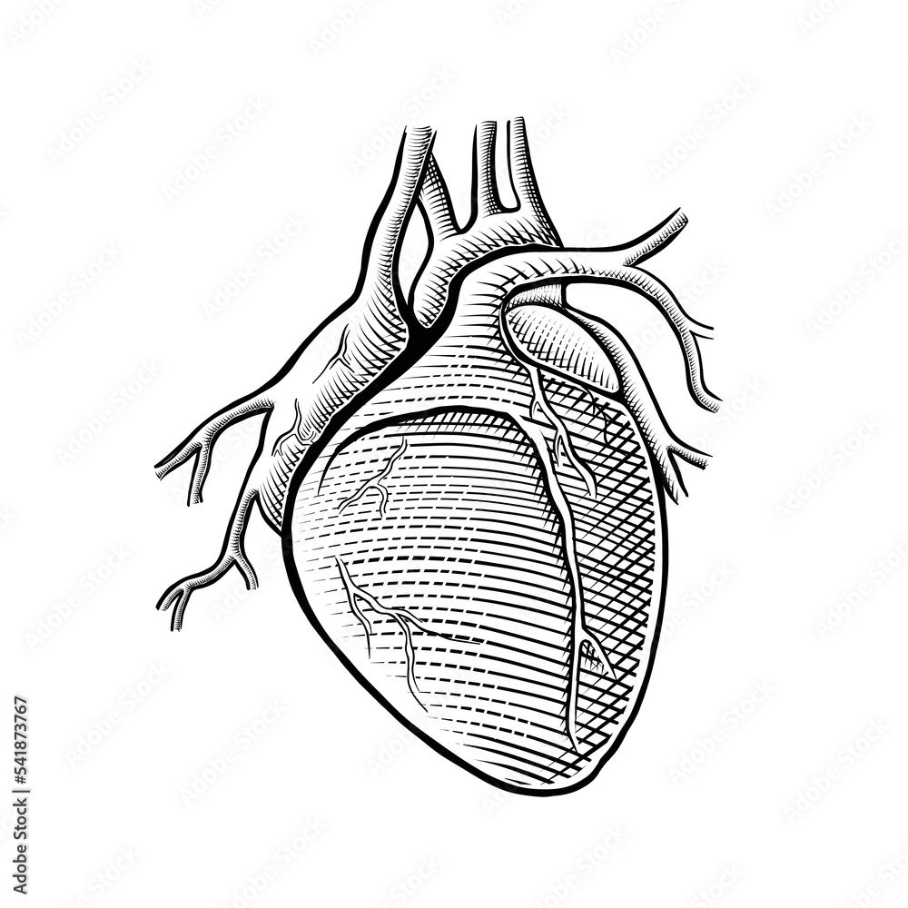 Engraving Heart vector illustration isolated on white background. Hand ...