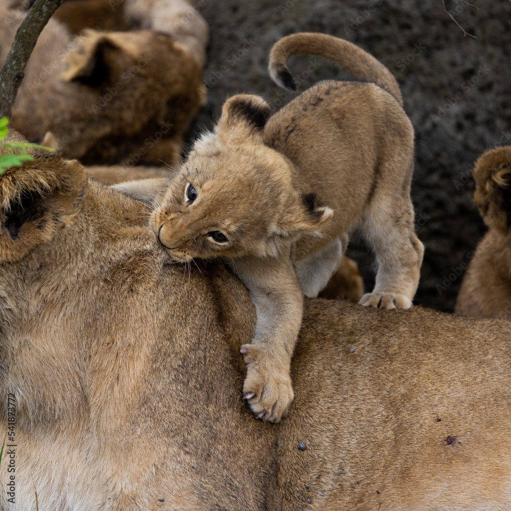 a Cute small lion cub Stock Photo | Adobe Stock