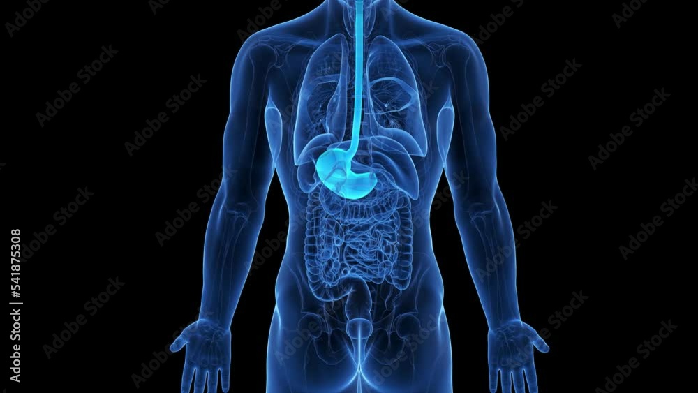 3d rendered medical animation of the stomach Stock Video | Adobe Stock