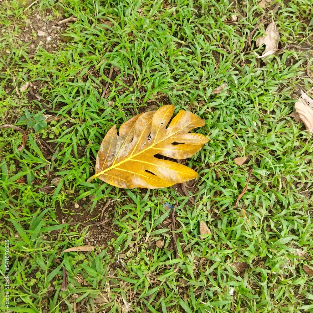 Autumn leaf on grass Stock Photo | Adobe Stock