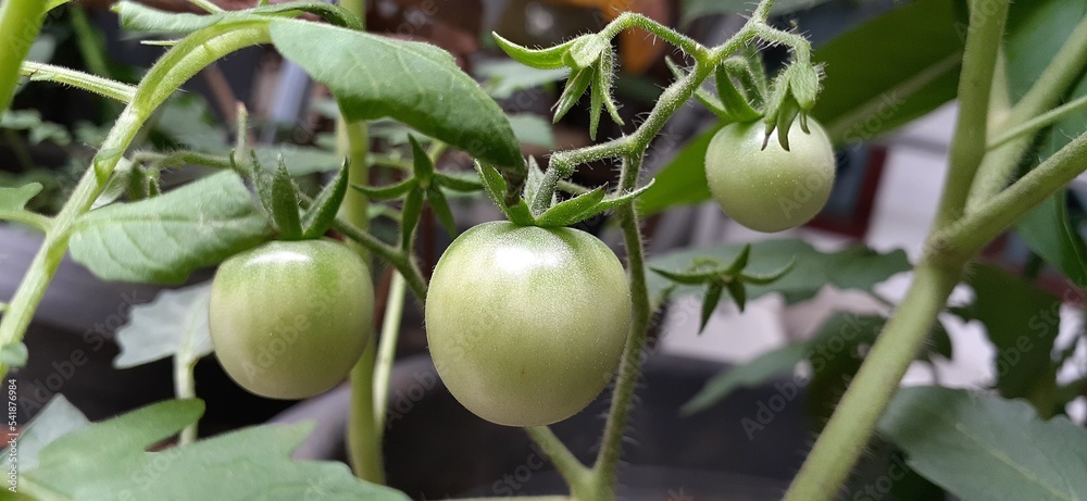 tomatoes tree in the garden Stock Photo | Adobe Stock