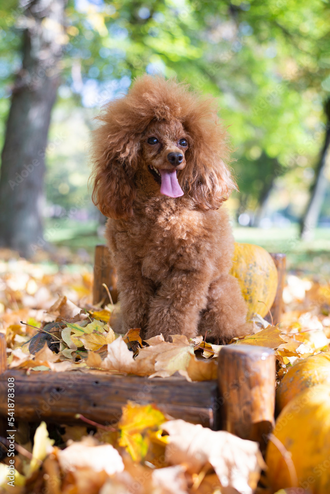Red Poodle , dog is standing in an autumn leaf Stock Photo | Adobe Stock