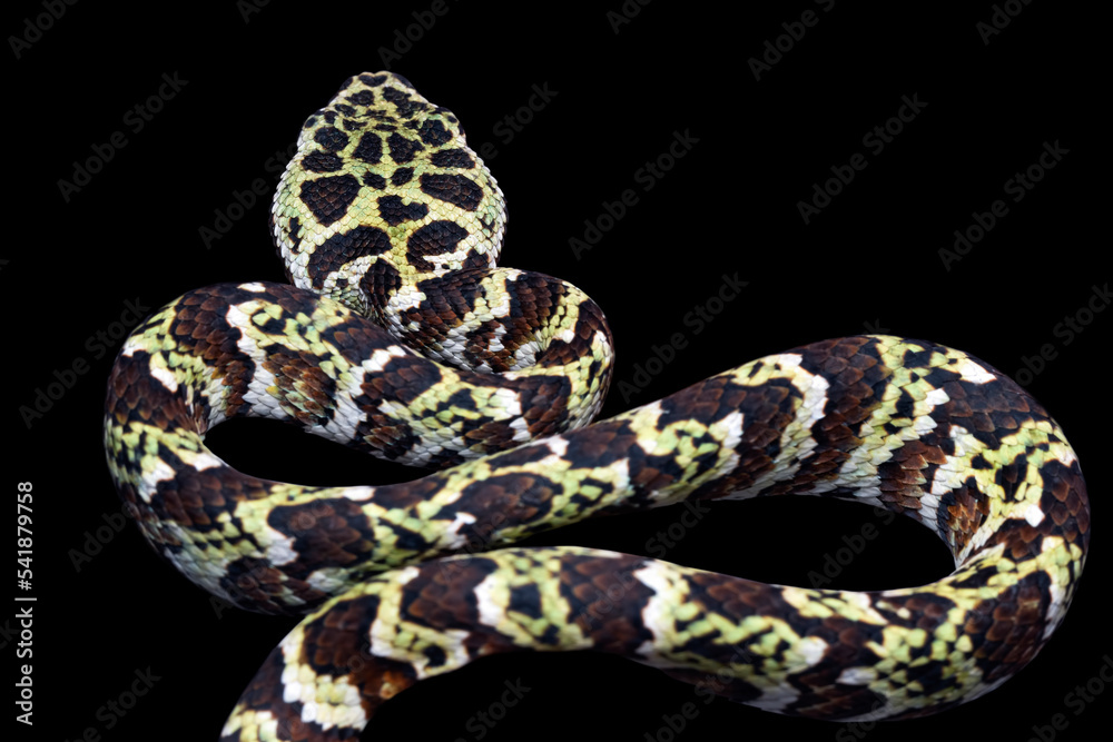 Tropidolaemus laticinctus closeup, Viper snake Tropidolaemus ...
