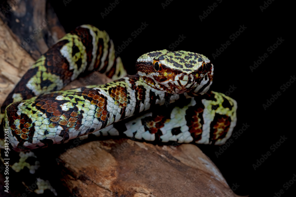 Tropidolaemus laticinctus closeup, Viper snake Tropidolaemus ...