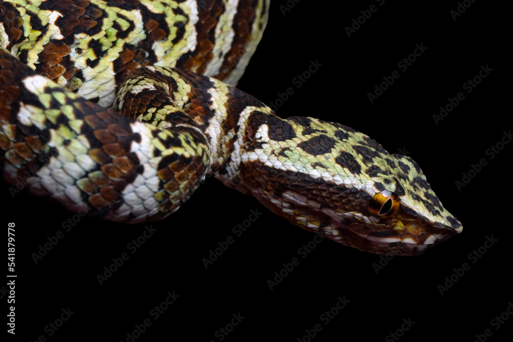 Tropidolaemus laticinctus closeup, Viper snake Tropidolaemus ...