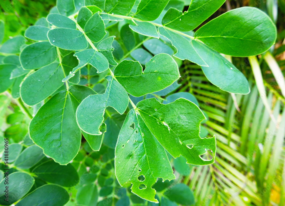 Leaves with damage in the form of holes all over the leaf. Stock Photo ...