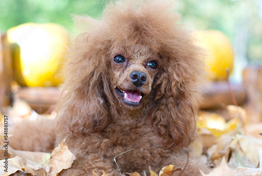 Puppy poodle having tear stains on its eyes Stock Photo | Adobe Stock