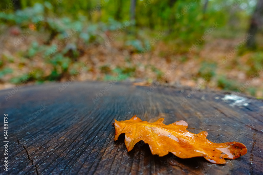 single oak leaf on a cut tree trunk in the forest Stock Photo | Adobe Stock
