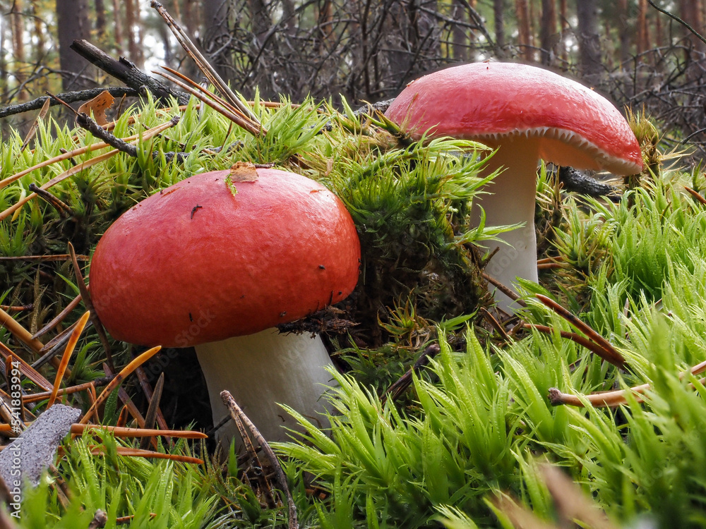 Pilz Stock-Foto | Adobe Stock