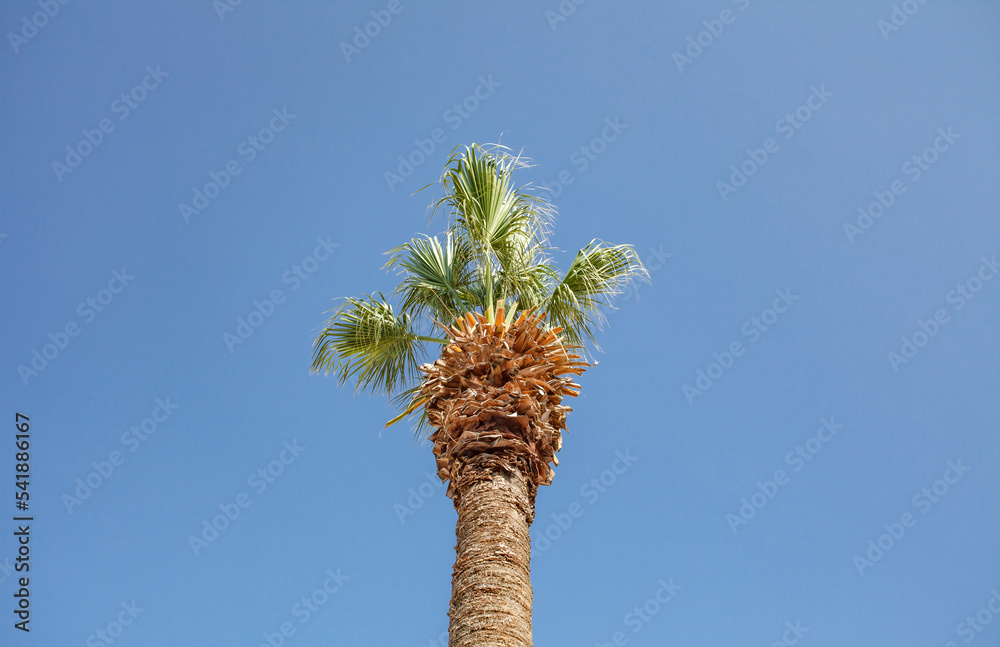 Palm tree, upper part of tree against blue sky. Stock Photo | Adobe Stock