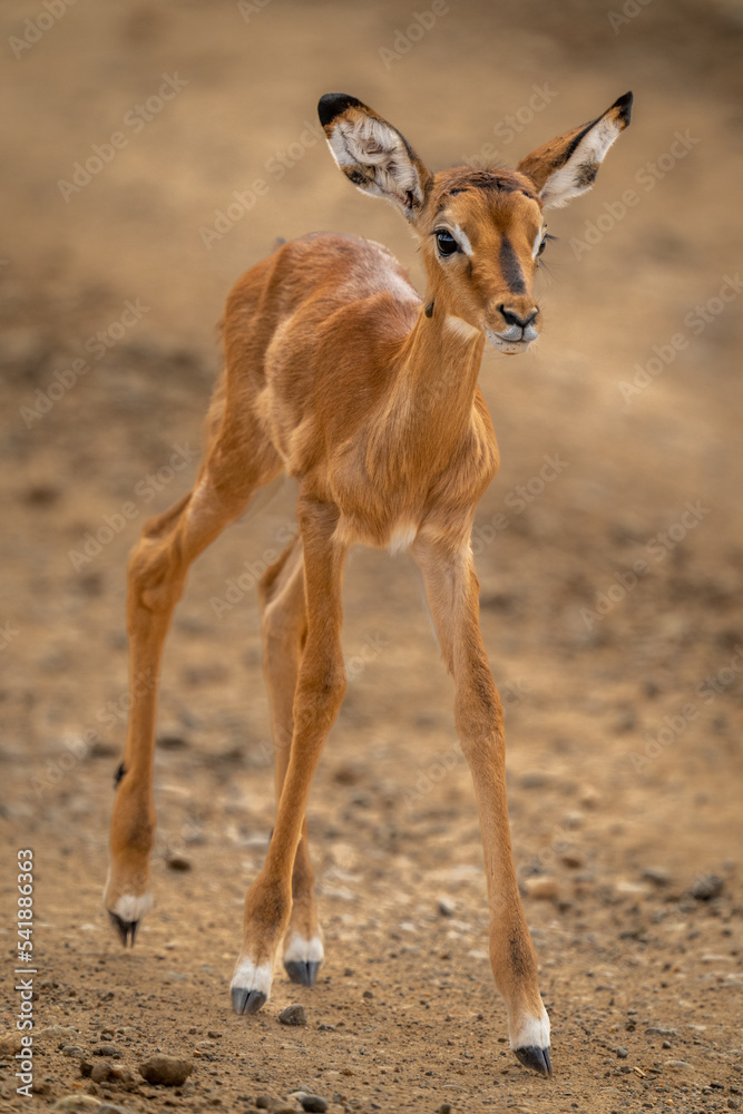 Common impala calf walks on stony track Stock 写真 | Adobe Stock