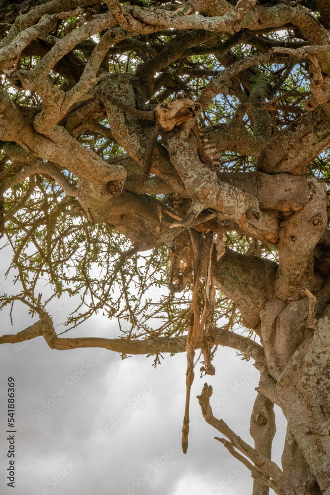 Common impala skeleton hangs from twisted branches Stock Photo | Adobe ...
