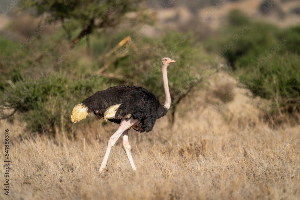 Common ostrich walks across savannah watching camera Stock Photo ...