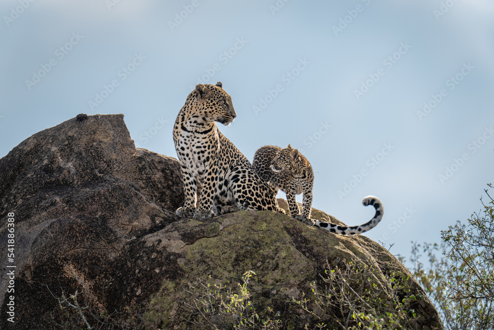 Cub stands staring at leopard on rock Stock Photo | Adobe Stock