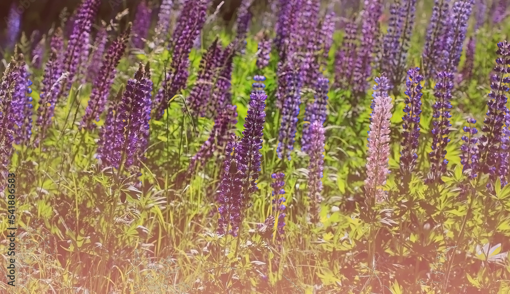 The lupine blossom field in spring season with green background Stock ...