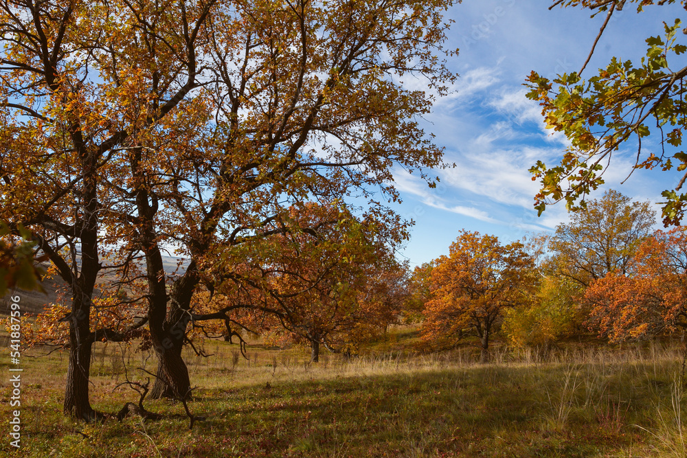 autumn trees in the park Stock Photo | Adobe Stock