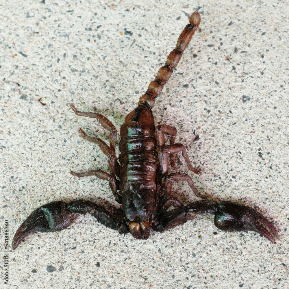 Scorpion Background Very Cool Stock Photo | Adobe Stock