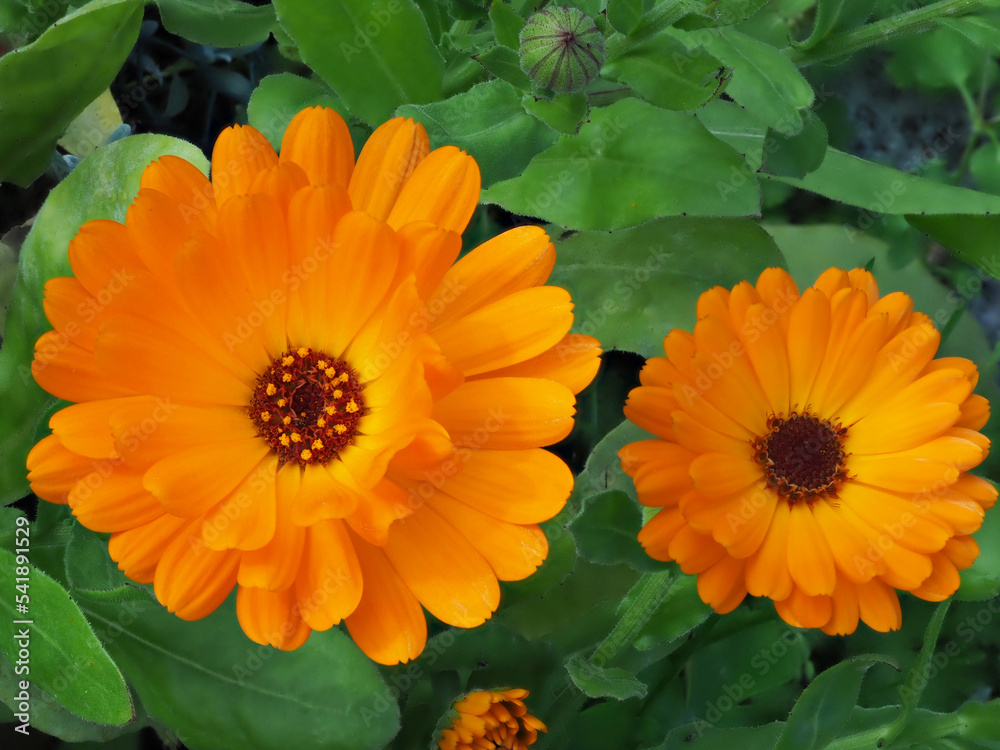 Was Ist Calendula