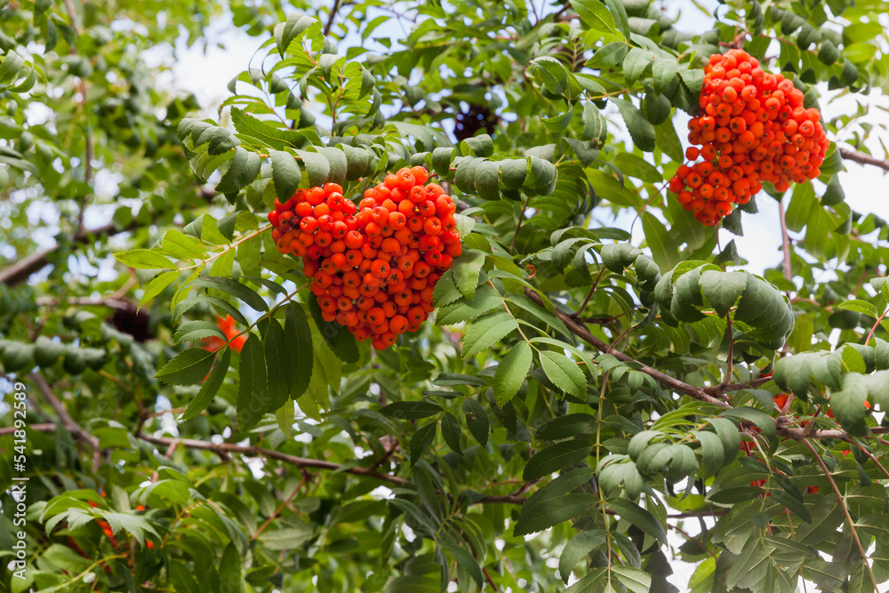 Rowan tree branches with bright red berries, close up photo Stock Photo ...
