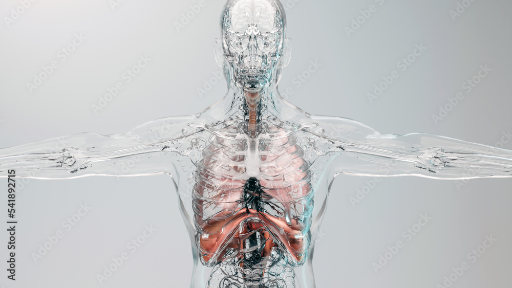 Diaphragm Human Respiratory System Anatomy, Medical Concept, the ...