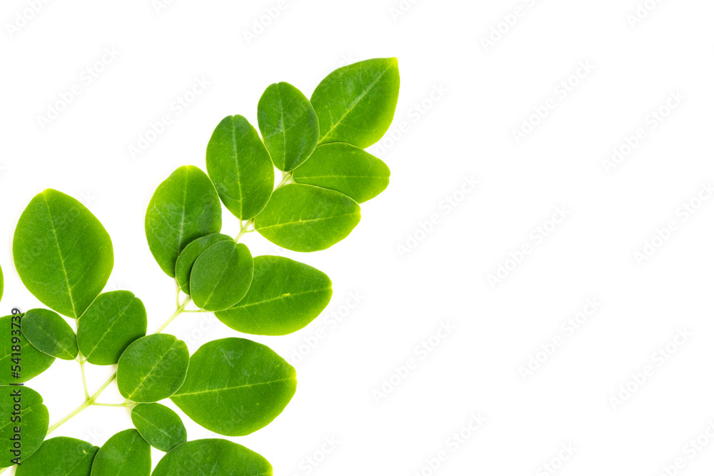 Moringa leaves for food and health Stock Photo | Adobe Stock