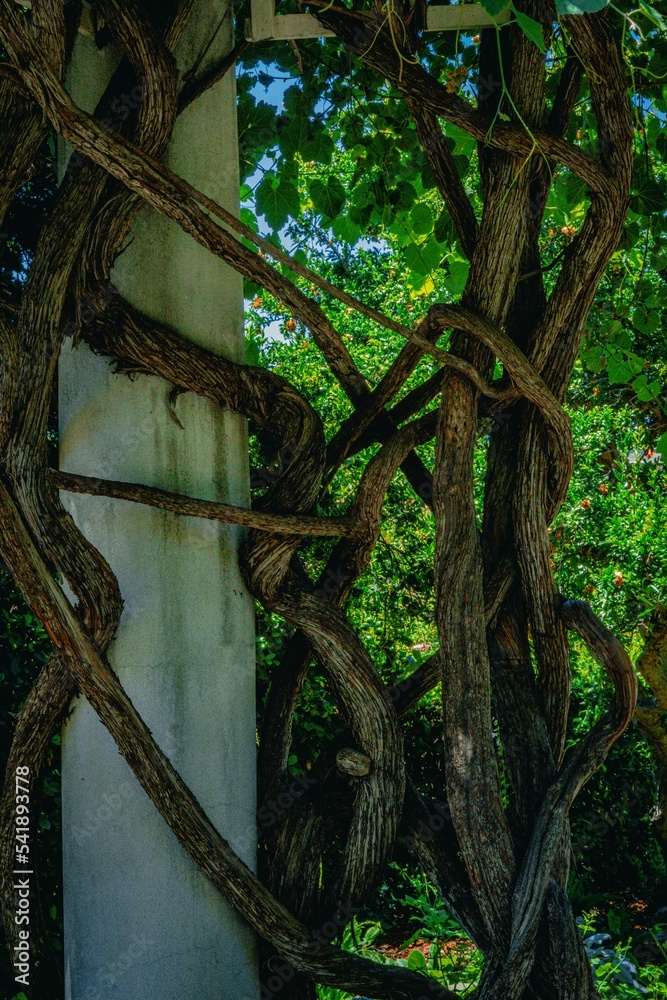 Vertical shot of the vines of trees in the garden Stock Photo | Adobe Stock