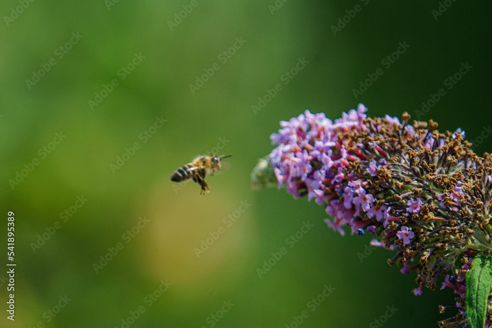 Closeup shot of a small bee flying towards a flower on the blurred ...