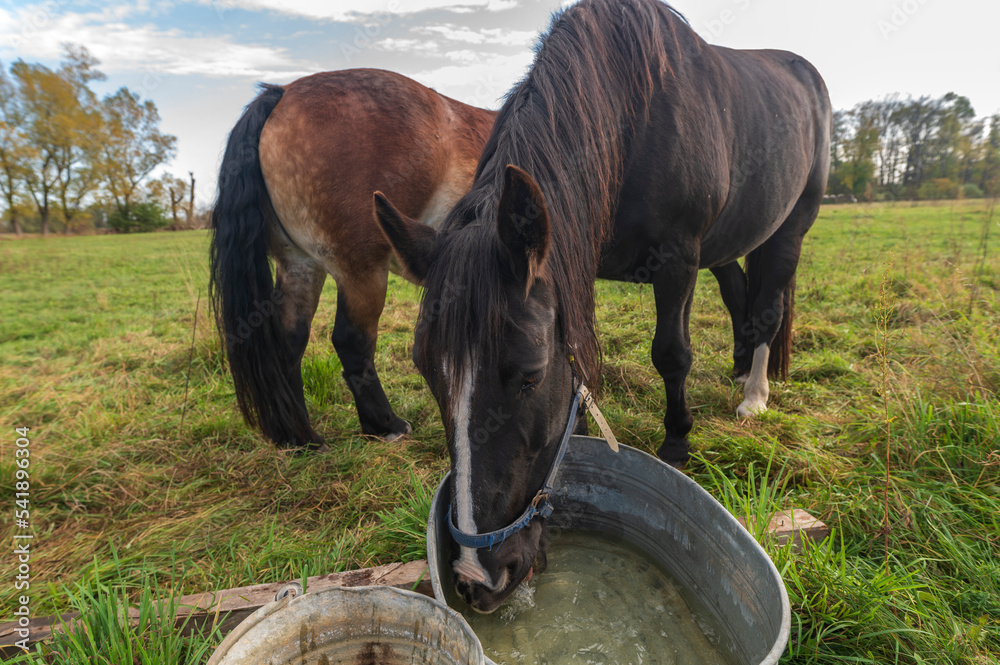 Pferde beim trinken aus einer alten Zinkwanne Stock 写真 | Adobe Stock