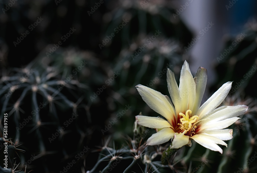 Beautiful blooming wild desert cactus flower Stock-Foto | Adobe Stock