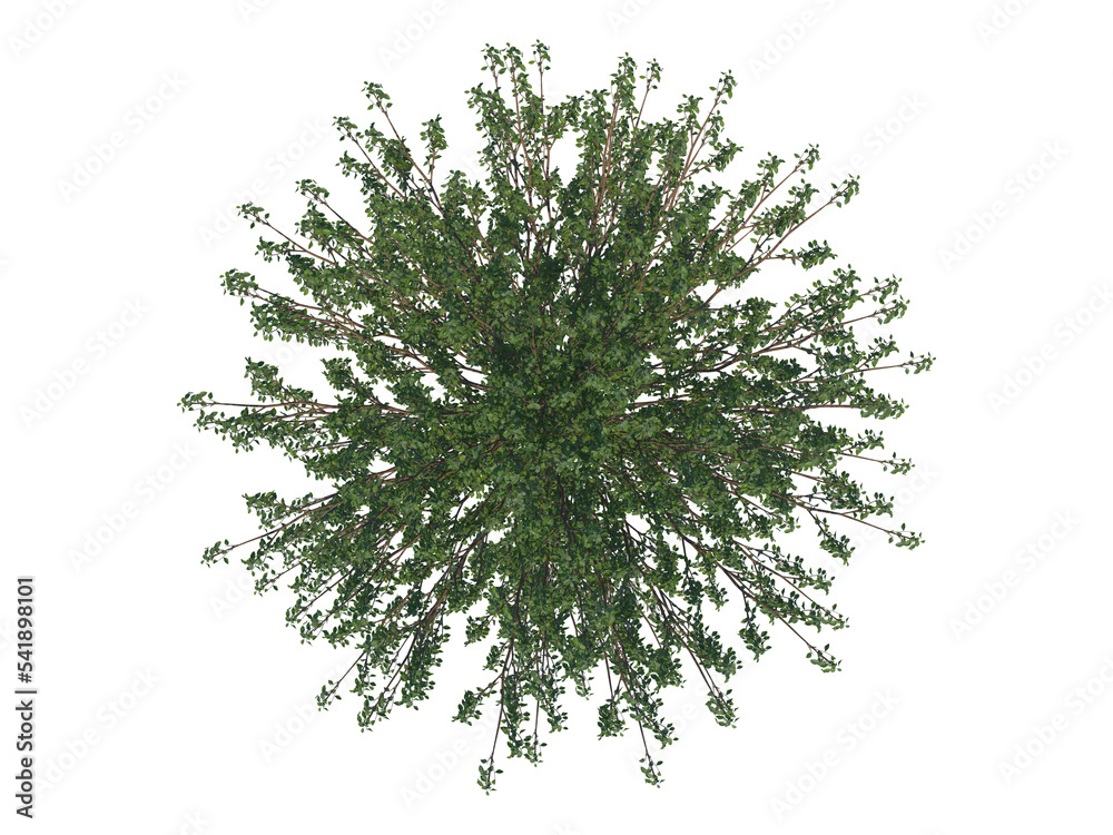 Common Hazel top view png alpha channel Stock Photo | Adobe Stock