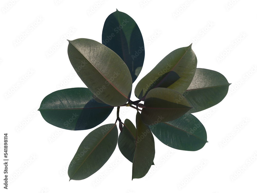 Ficus Elastica top view from above png alpha channel Stock Photo ...
