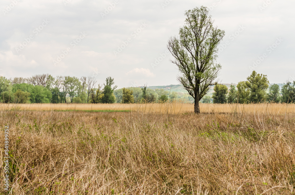 Cane field, panorama landscape. A view of a field covered with dry ...