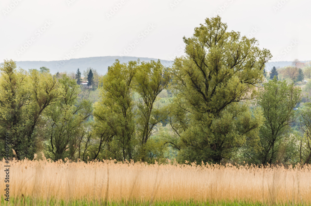Cane field, panorama landscape. A view of a field covered with dry ...