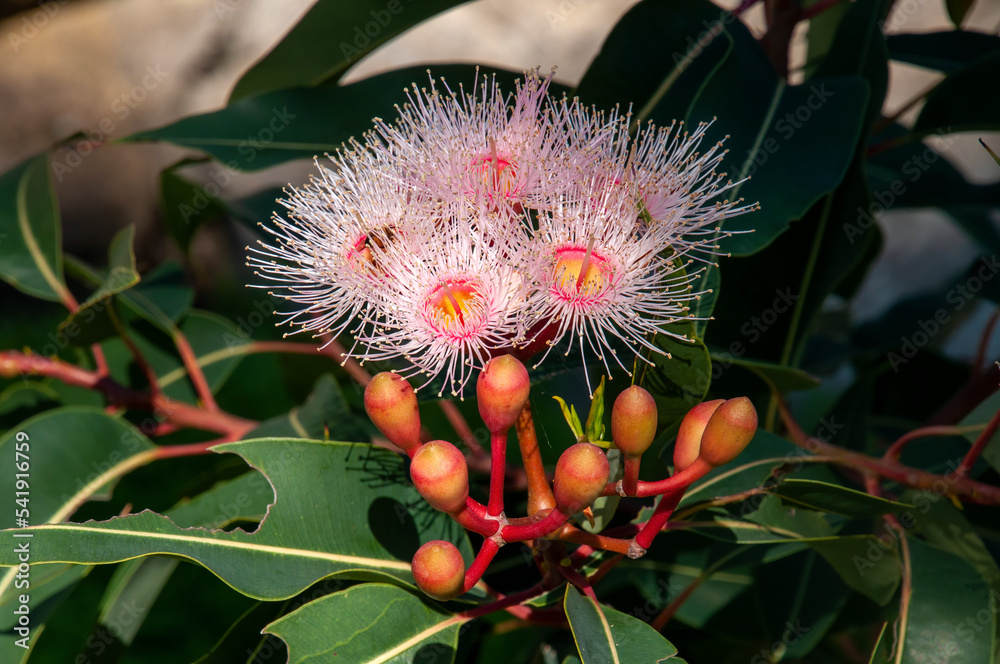Sydney Australia, pink flowers of a corymbia "Summer beauty" tree which ...