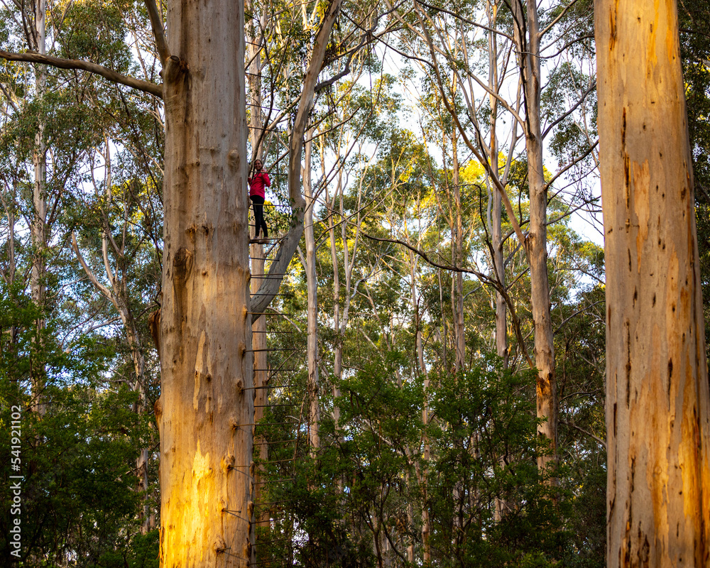 Photo & Art Print Brave girl climbs famous gloucester tree in western ...