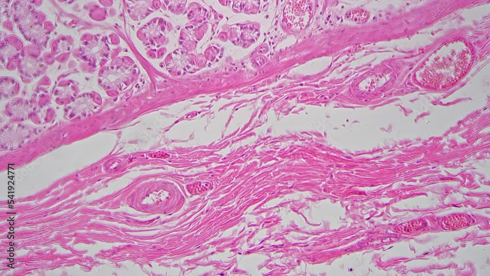 Longitudinal section of kidney magnified under microscope 400x on ...