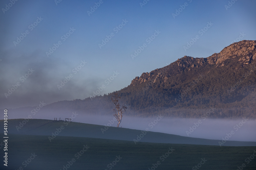 Lone gum tree in foggy paddock at base of mt roland Stock Photo | Adobe ...